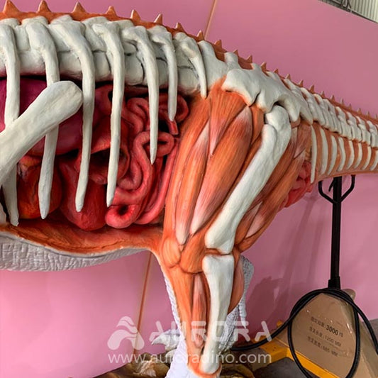 Carnotaurus Skeleton Model Display With Movements