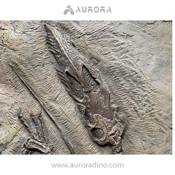 Simulation Dinosaur Skeleton Pterosaur Replica for Asian Museum