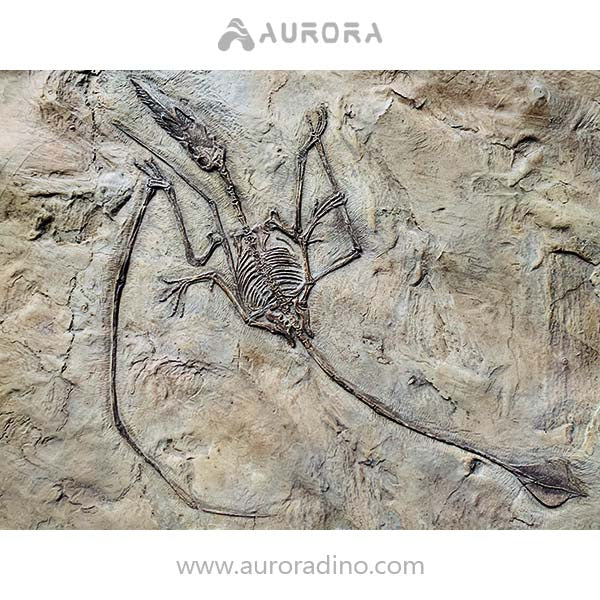 Simulation Dinosaur Skeleton Pterosaur Replica for Asian Museum